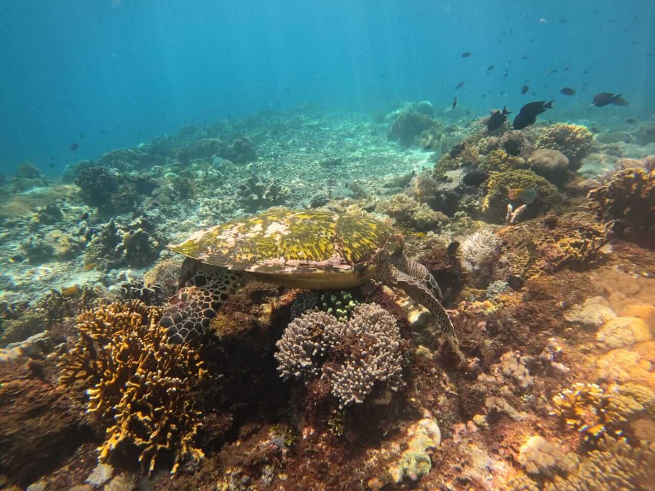 Snorkeling Seru di Pulau Siaba Labuan Bajo : Melihat Penyu dari Dekat ...